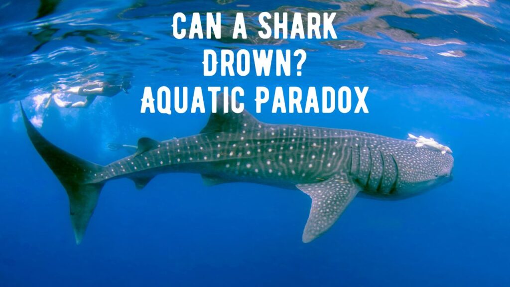 Shark Reproduction: From Eggs to Live Birth - Shark Truth