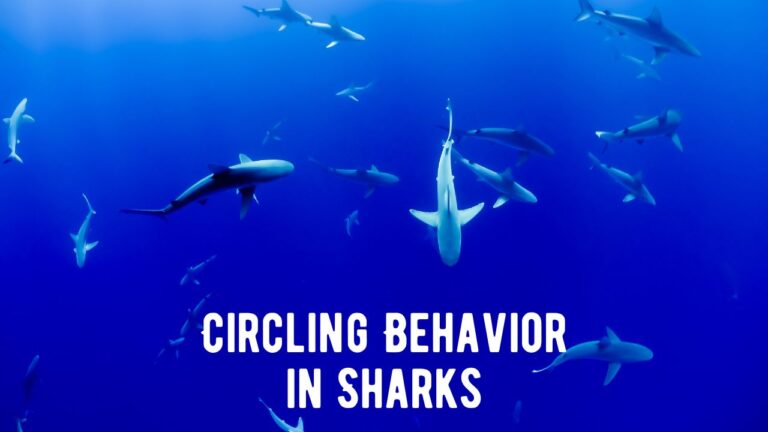 20 Potential Explanations for Circling Behavior in Sharks - Shark Truth