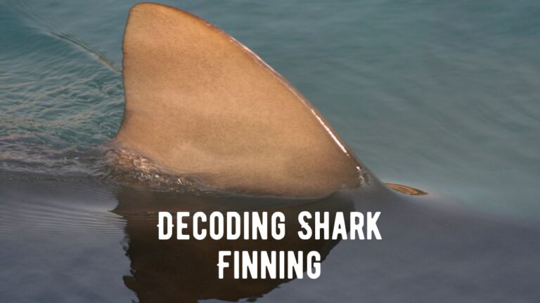 8 Types Of Shark Fins: Anatomy, Facts & More - Shark Truth