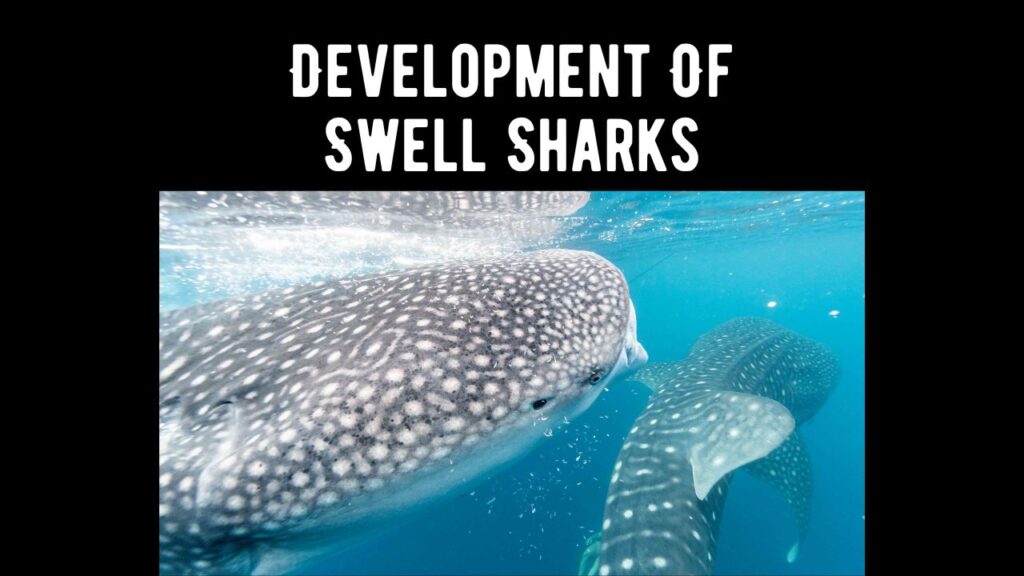 24 Unique Adaptations of Sharks: Masters of Marine Evolution - Shark Truth