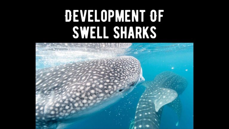 24 Unique Adaptations of Sharks: Masters of Marine Evolution - Shark Truth