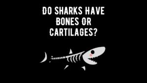 Do Sharks Have Bones Or Cartilages? - Shark Truth