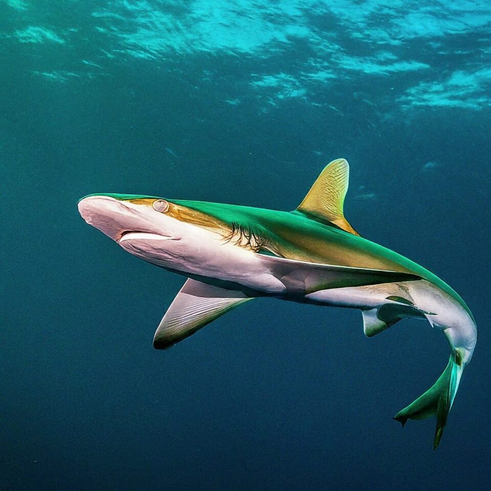 12 Smallest Shark Species: A Comprehensive Exploration - Shark Truth