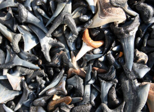 How Many Teeth Do Sharks Have? Species Wise List - Shark Truth