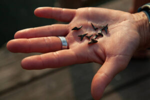 How Many Teeth Do Sharks Have? Species Wise List - Shark Truth