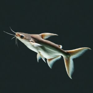 The Iridescent Shark: Care, Diet, Size, Tank Mates, and More - Shark Truth