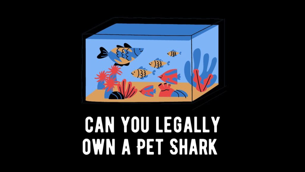 Is It Legal to Own a Pet Shark? Regulations and Laws - Shark Truth