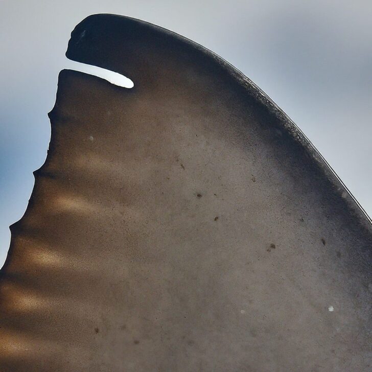 8 Types Of Shark Fins: Anatomy, Facts & More - Shark Truth