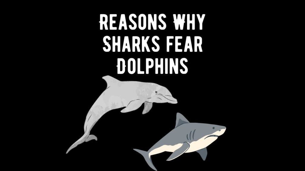 Do Sharks Poop? Poop Textures Digestive Anatomy & More - Shark Truth