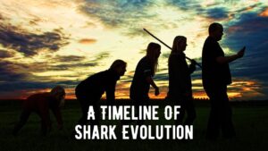 A Timeline Of Shark Evolution: 11 Phases - Shark Truth