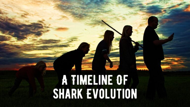 A Timeline Of Shark Evolution: 11 Phases - Shark Truth