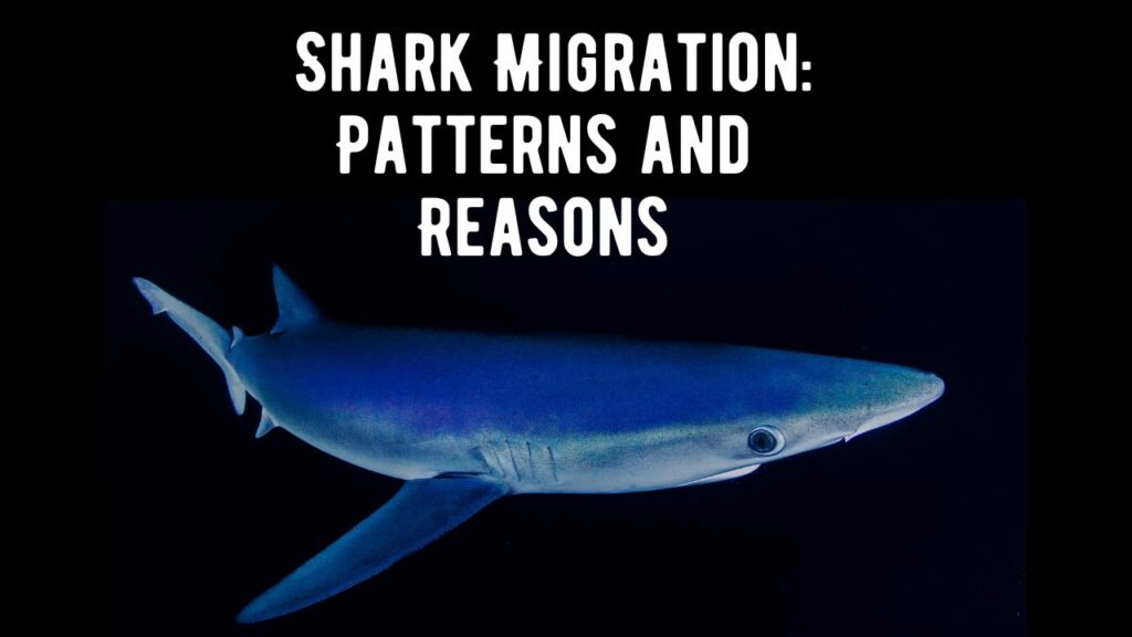 Understanding Shark Migration: Patterns, Reasons, and Implications ...