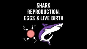 Shark Reproduction: From Eggs to Live Birth - Shark Truth