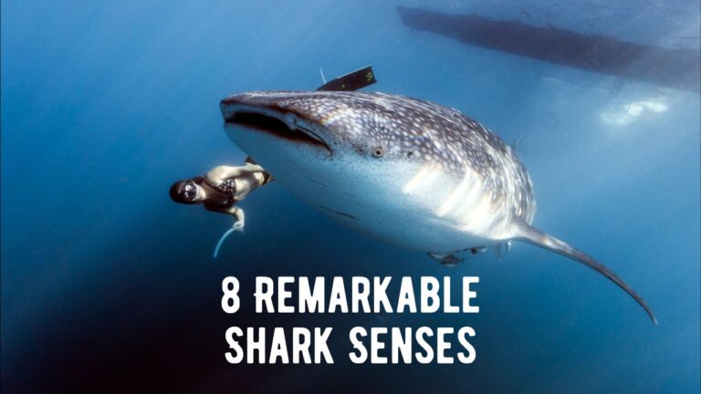 8 Remarkable Senses of Sharks - Shark Truth