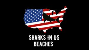 Are There Sharks In US Beaches? Species List - Shark Truth
