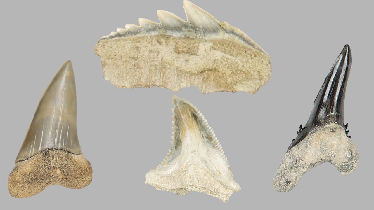 Teeth Sharks Have In A Lifetime: Shark Teeth Replacement - Shark Truth Teeth Sharks Have In A Lifetime: Shark Teeth Replacement - Shark Truth