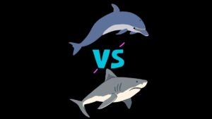 10 Differences Between Sharks and Dolphins - Shark Truth