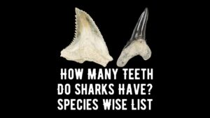 How Many Teeth Do Sharks Have? Species Wise List - Shark Truth