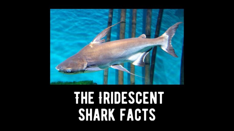 The Iridescent Shark: Care, Diet, Size, Tank Mates, and More - Shark Truth