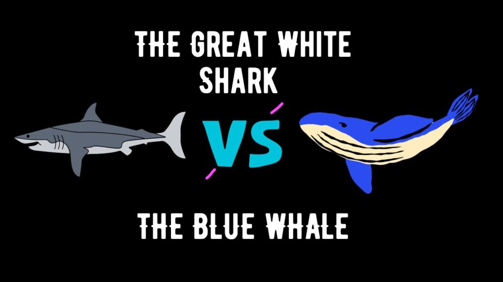 The Great White Shark Vs The Blue Whale: A Hypothetical Battle - Shark ...