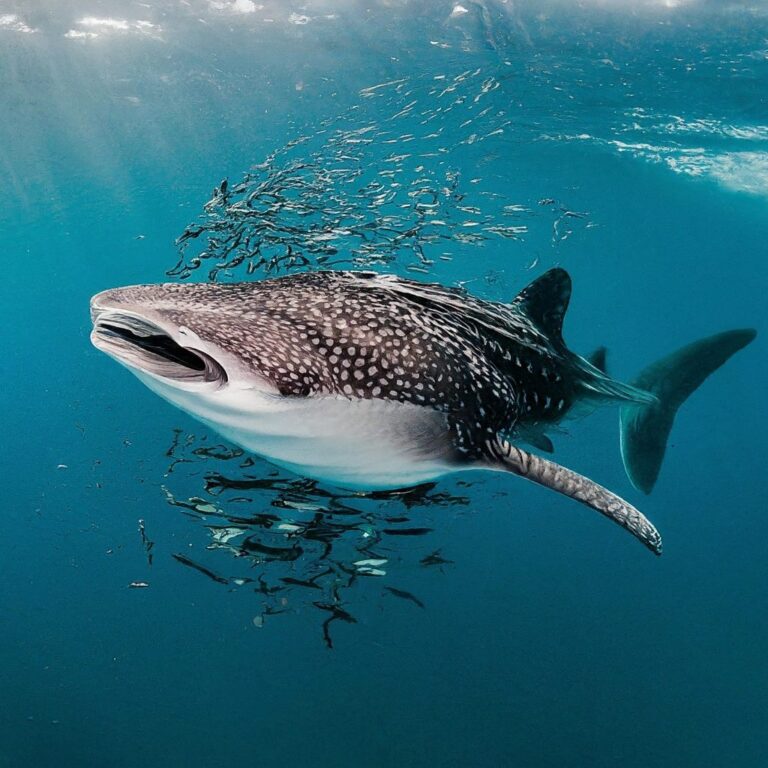 The Whaleshark Symbiotic Relationships - Shark Truth