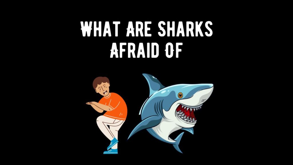 What Are Sharks Afraid Of? 12 Things You Must Know - Shark Truth