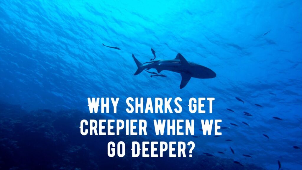 How Do Sharks Die? Lifespan and Causes of Death - Shark Truth