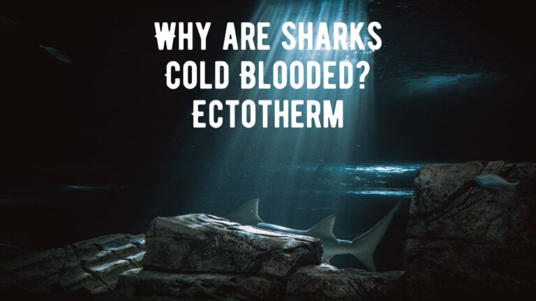 Are Sharks Warm Or Cold Blooded? Ectotherm and Thermoregulation - Shark ...