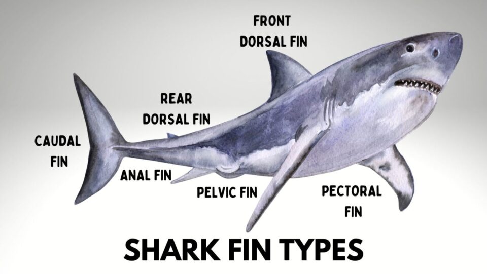 8 Types Of Shark Fins: Anatomy, Facts & More - Shark Truth
