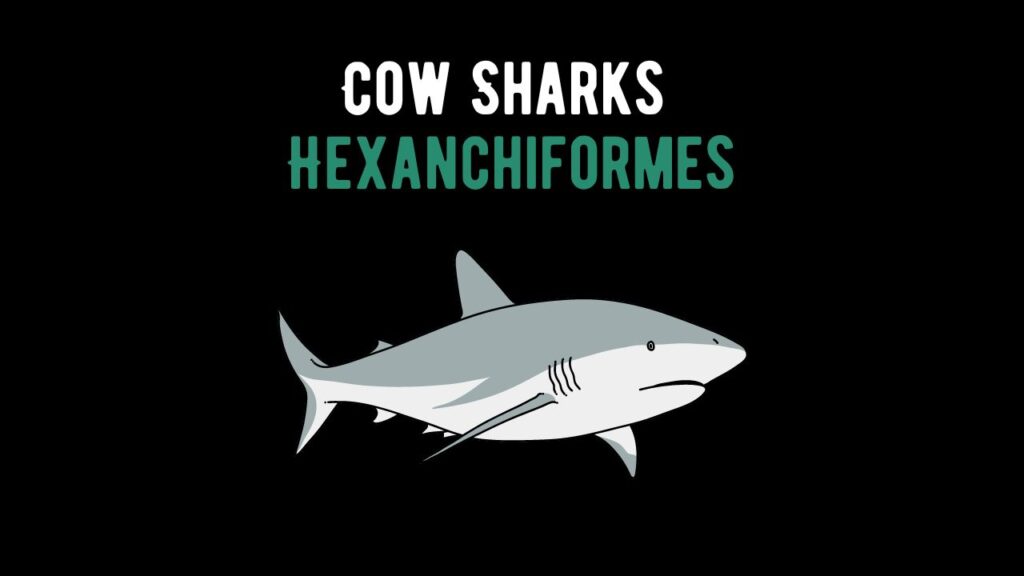 What are Cow Sharks or Hexanchiformes? - Shark Truth