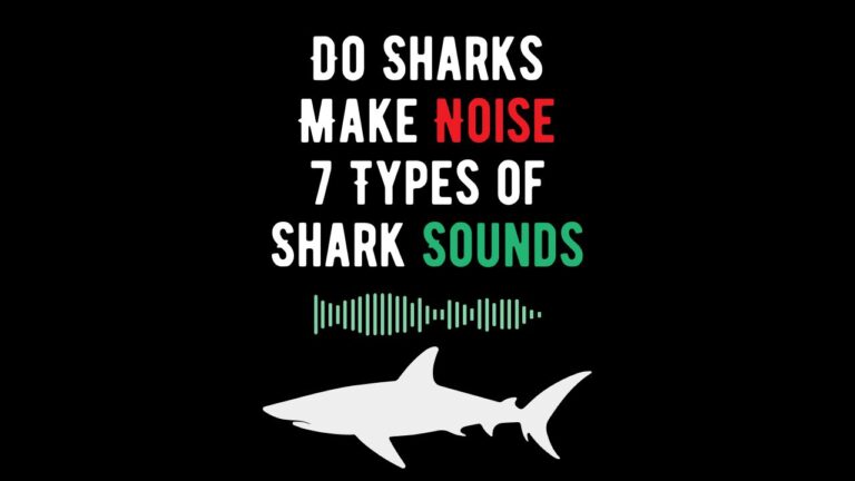 Do Sharks Make Noise? 7 Types of Shark Sounds - Shark Truth