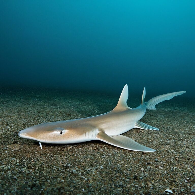 Epaulette Shark: Shark with Legs aka Walking Shark - Shark Truth