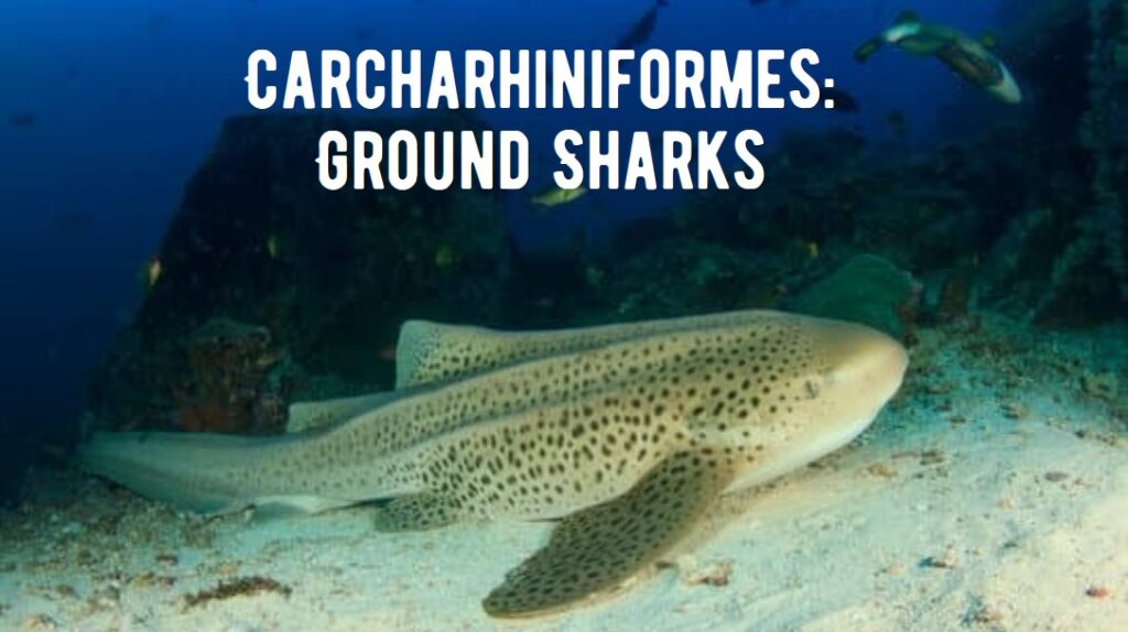 What are Cow Sharks or Hexanchiformes? - Shark Truth