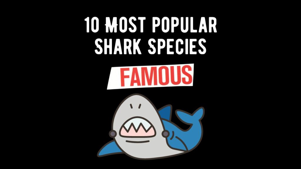 10 Most Famous and Popular Shark Species - Shark Truth