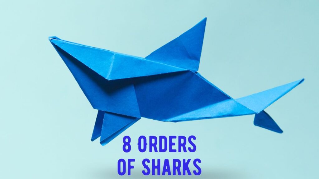 8 Orders of Sharks: Exploring The Diverse World of Sharks - Shark Truth