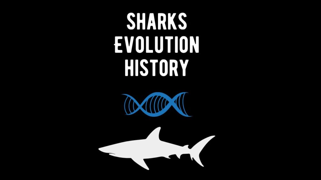 The Evolutionary Odyssey of Sharks - Shark Truth