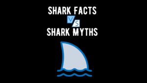 10 Important Shark Facts vs Shark Myths - Shark Truth