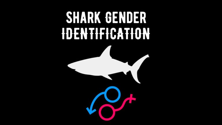 Identifying Shark Gender: If Shark Is Male Or Female? - Shark Truth Identifying Shark Gender: If Shark Is Male Or Female? - Shark Truth