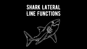 How Shark Lateral Line Function Works? - Shark Truth