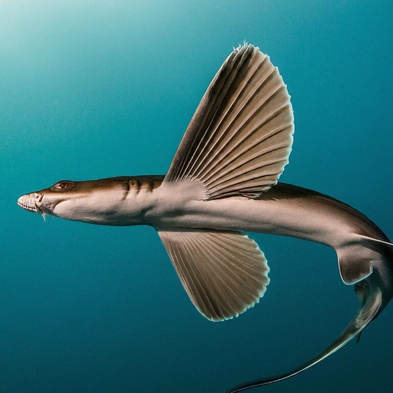51 Different Types of Sharks: 101 Guide - Shark Truth