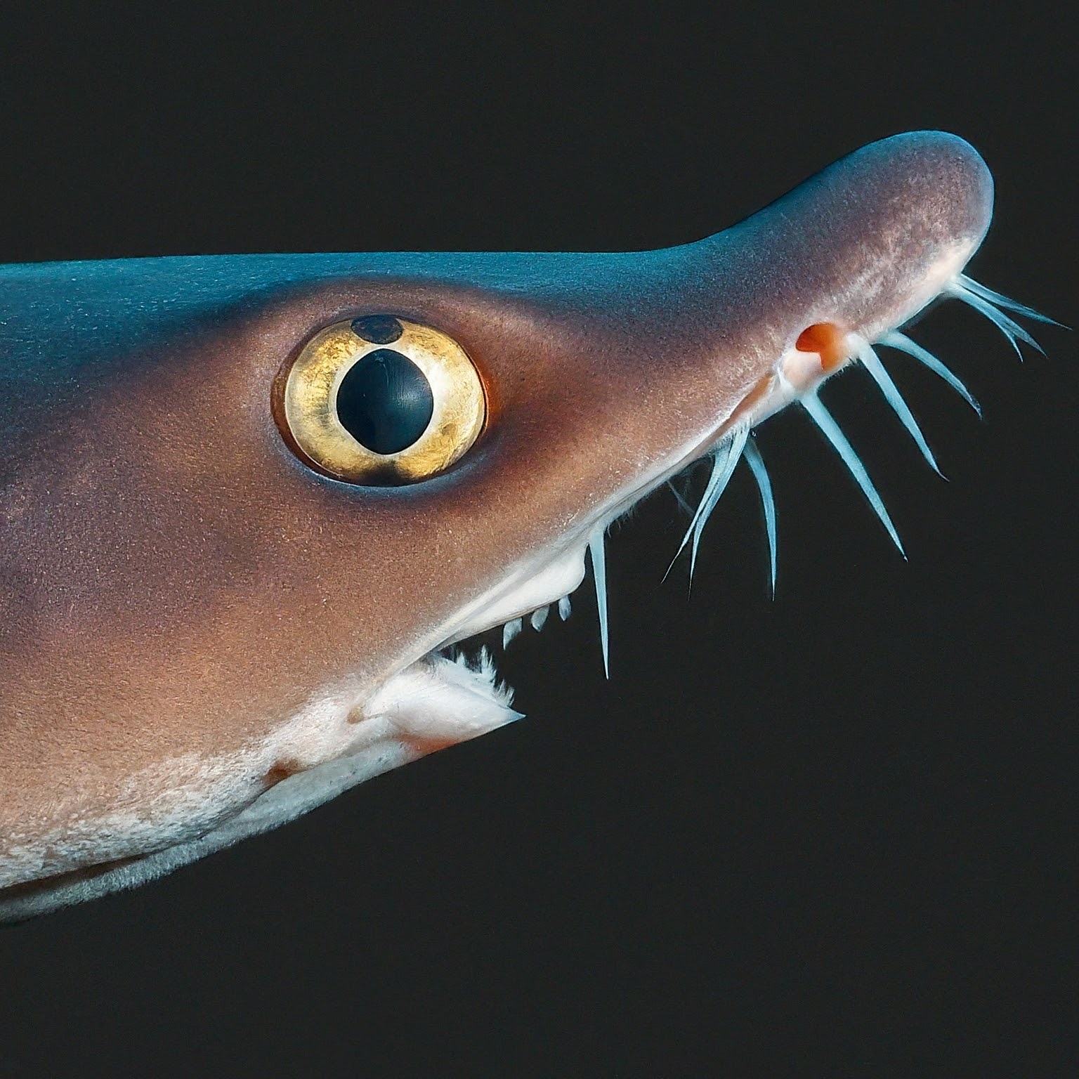 20 Least Dangerous and Harmless Sharks Species - Shark Truth