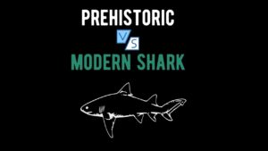 Prehistoric Sharks vs Modern Sharks: A Comparative Analysis - Shark Truth