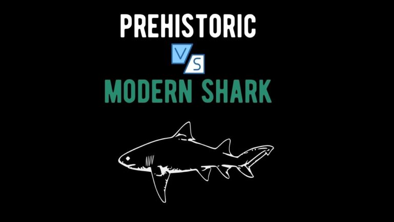 Prehistoric Sharks vs Modern Sharks: A Comparative Analysis - Shark Truth