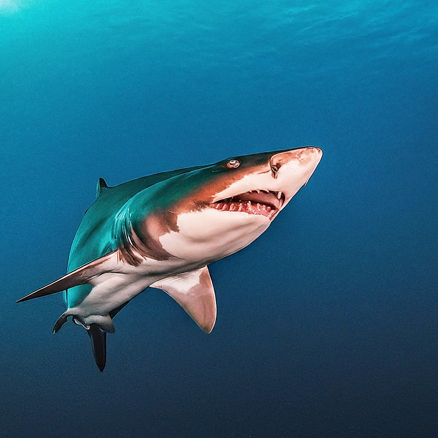 51 Different Types of Sharks: 101 Guide - Shark Truth