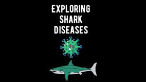8 Shark Diseases: Health Challenges in the Depths - Shark Truth