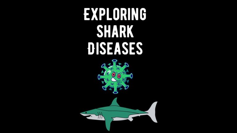 8 Shark Diseases: Health Challenges in the Depths - Shark Truth