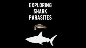 7 Main Shark Parasites: Exploring the Diverse World Within - Shark Truth