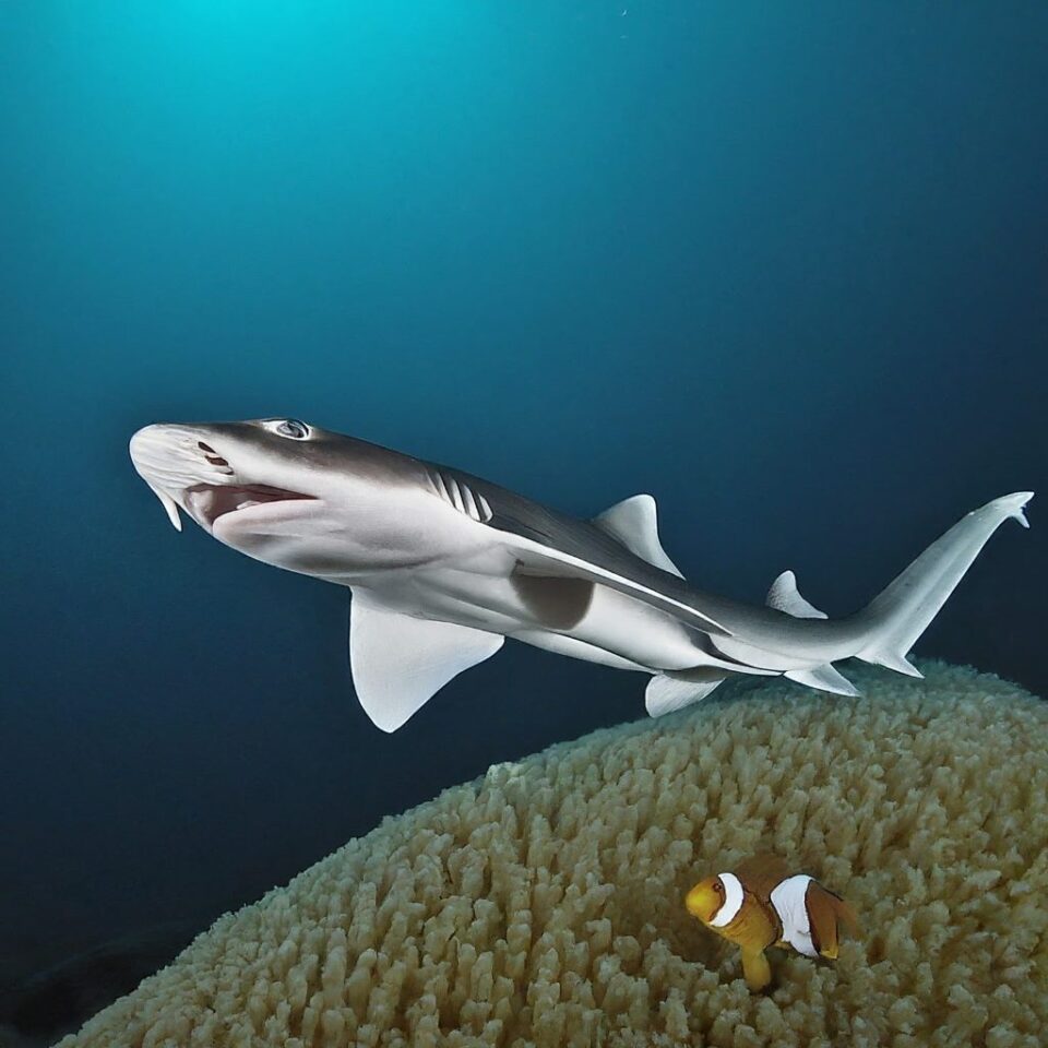 32 Most Weird Looking Shark Species - Shark Truth