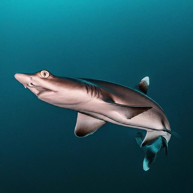 32 Most Weird Looking Shark Species - Shark Truth