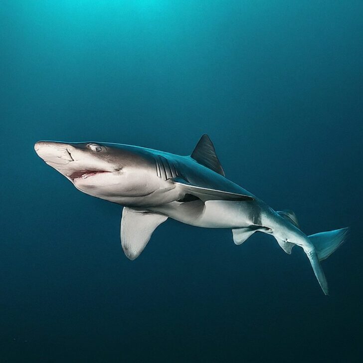32 Most Weird Looking Shark Species - Shark Truth
